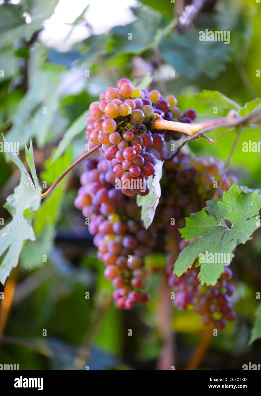 october morning shot of a ripe grapes in wineyard,image Stock Photo - Alamy