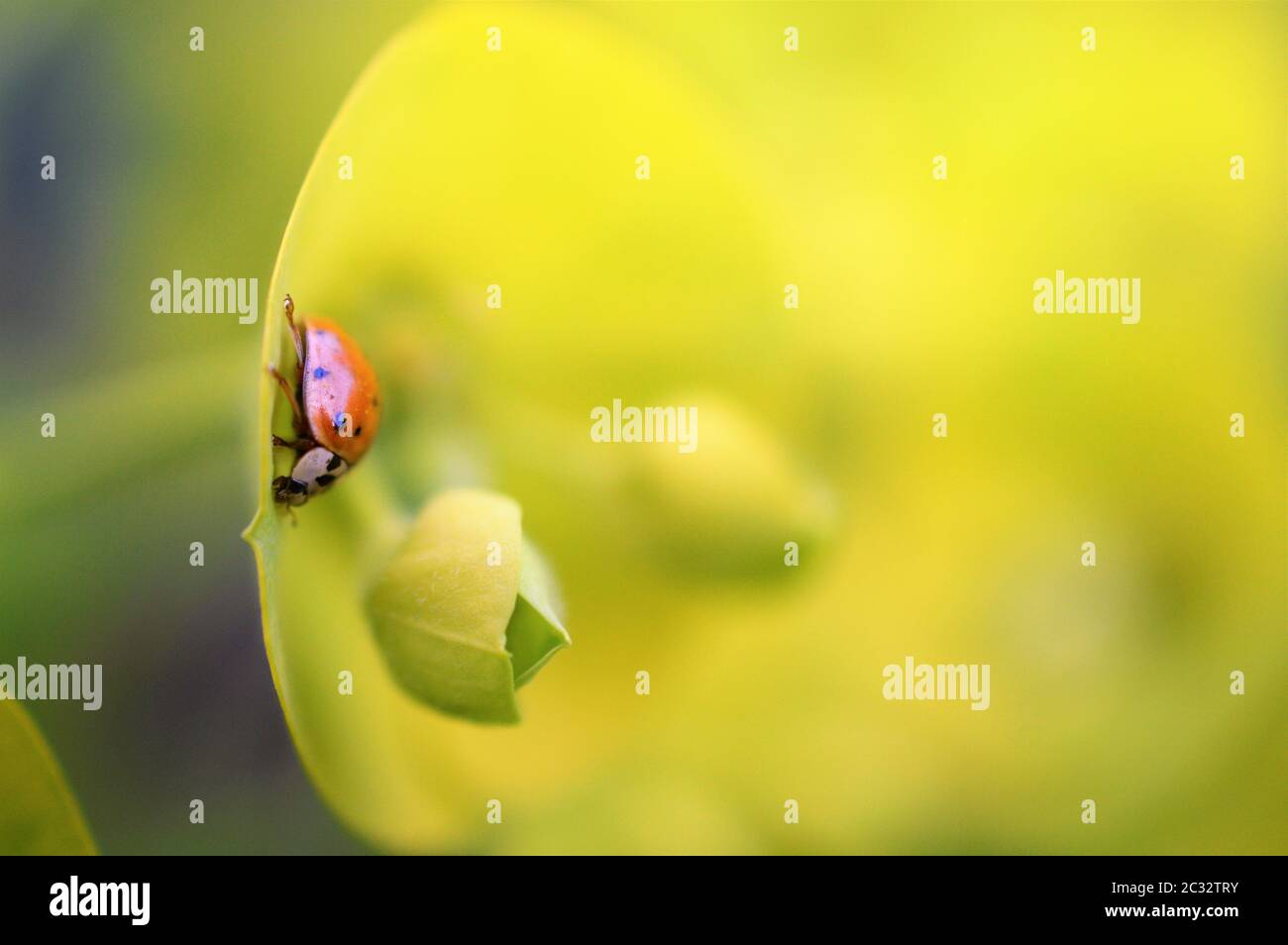 ladybug on a spring flower closeupm image Stock Photo - Alamy