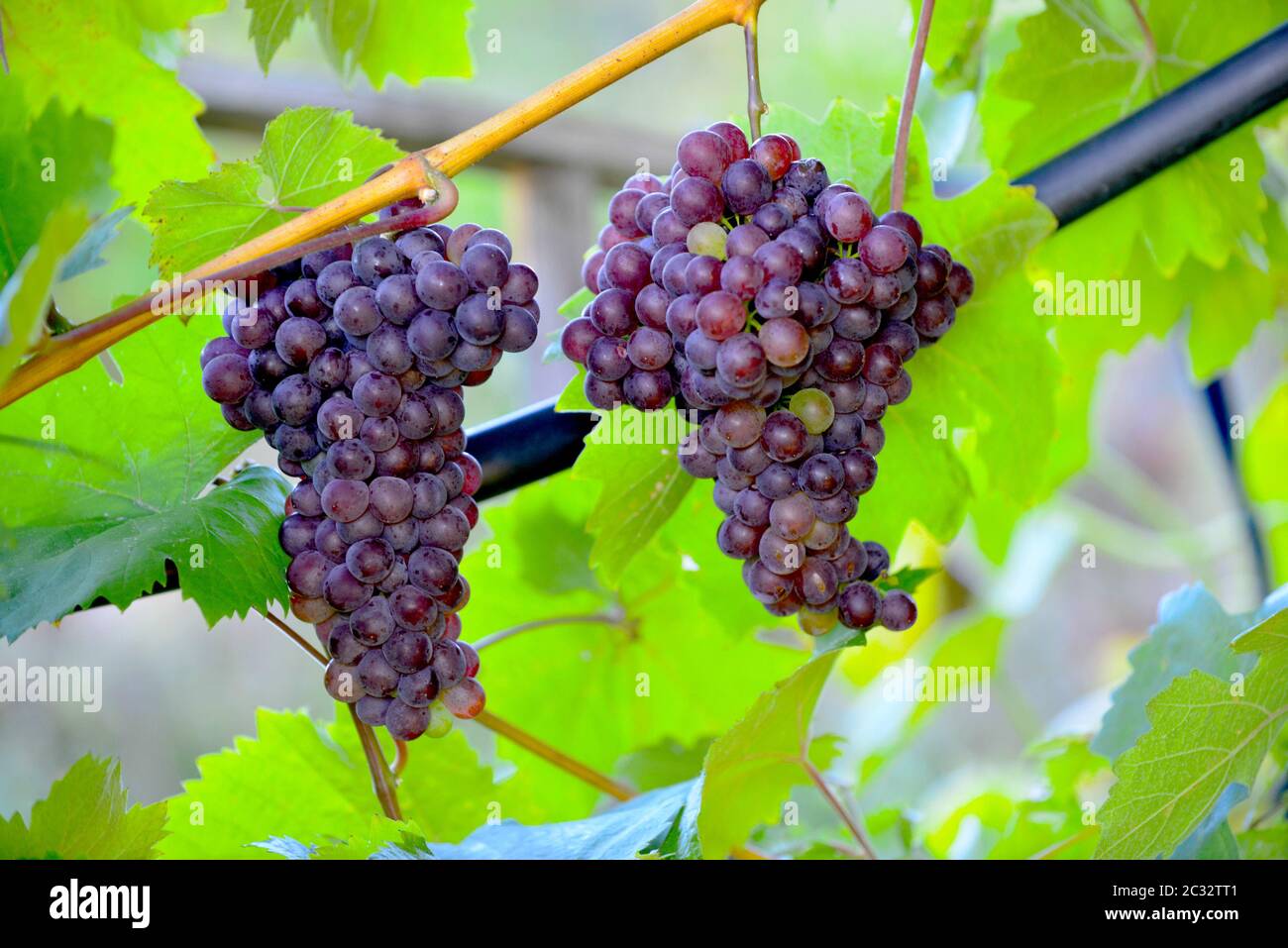 Shot grapes grape juice hi-res stock photography and images - Alamy