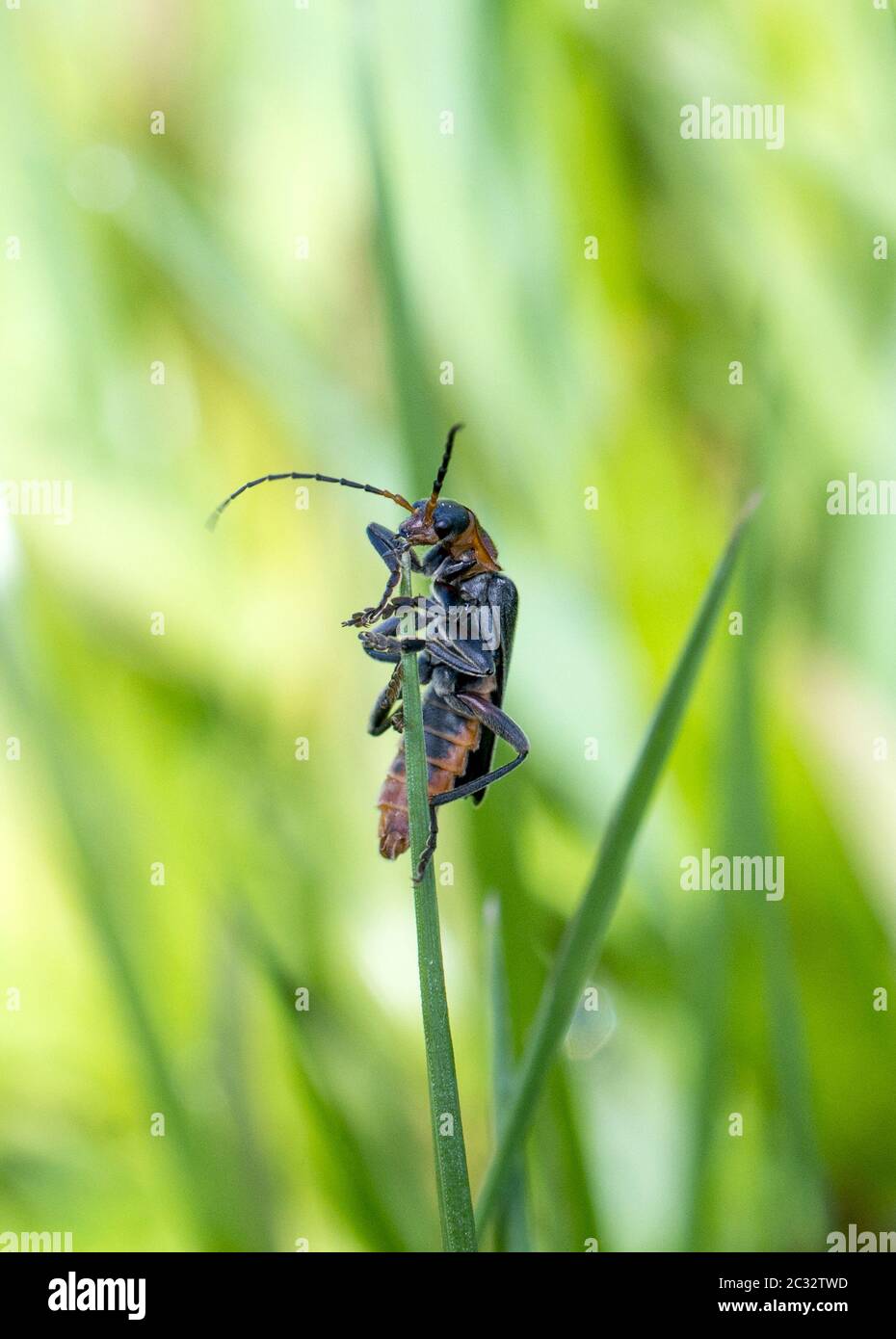Walking stick insect camouflage hidden wildlife hi-res stock ...