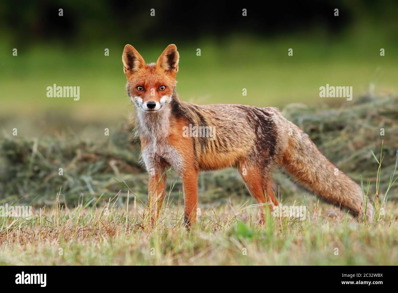 Hay heaps hi-res stock photography and images - Alamy