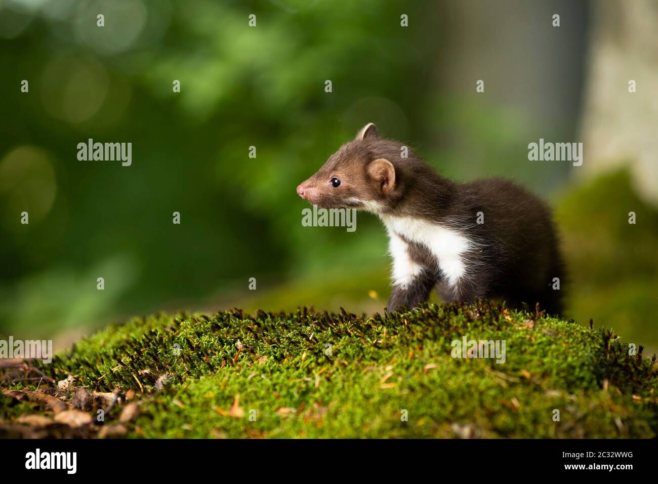 Little beech marten,martes foina, cub looking aside on green moss in ...