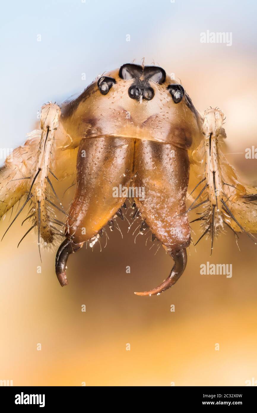 Macro Focus Stacking Portrait Of Common Hammock Weaver Spider His Latin Name Is Linyphia