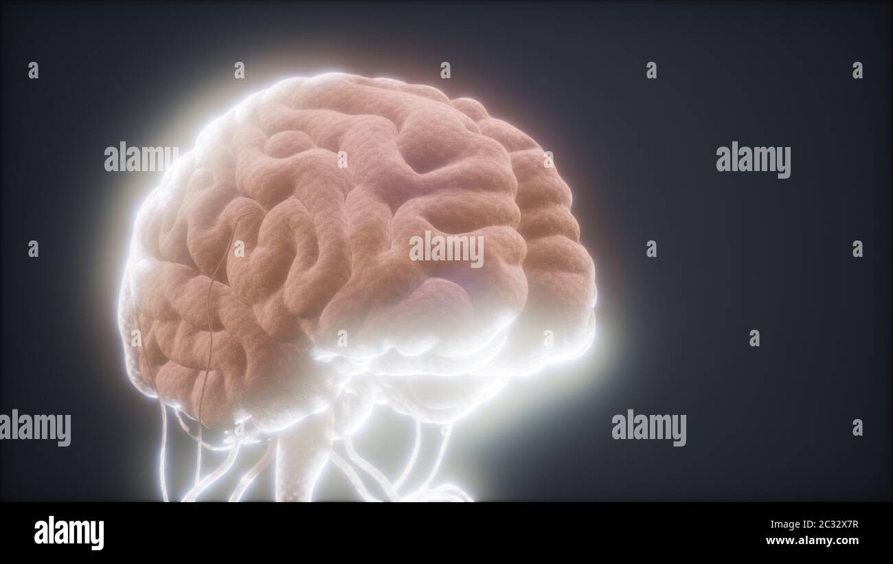 Brain neuron synapses hi-res stock photography and images - Alamy