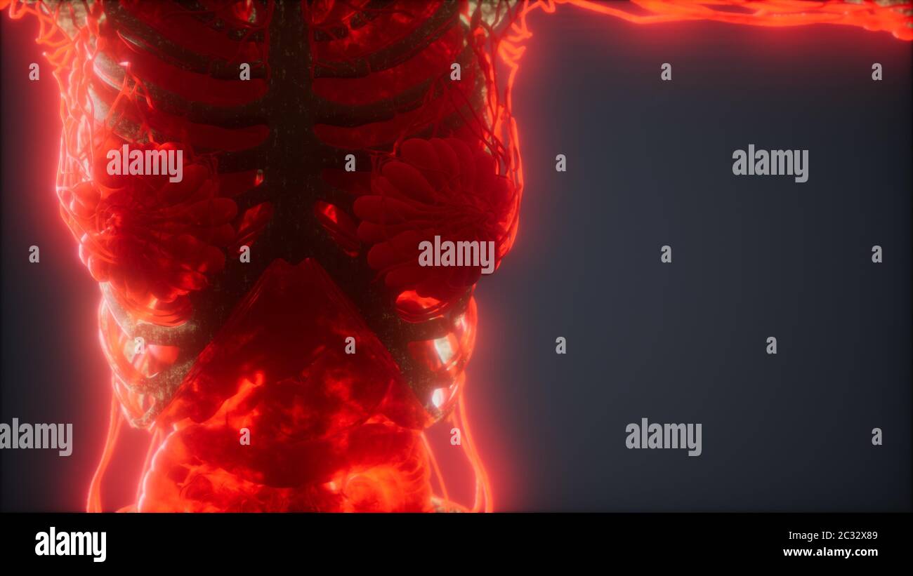 Colorful Human Body animation showing bones and organs Stock Photo - Alamy