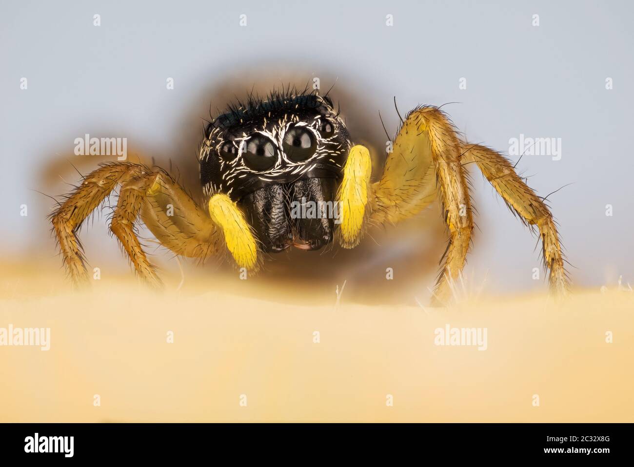 Sun jumping spiders hi-res stock photography and images - Alamy