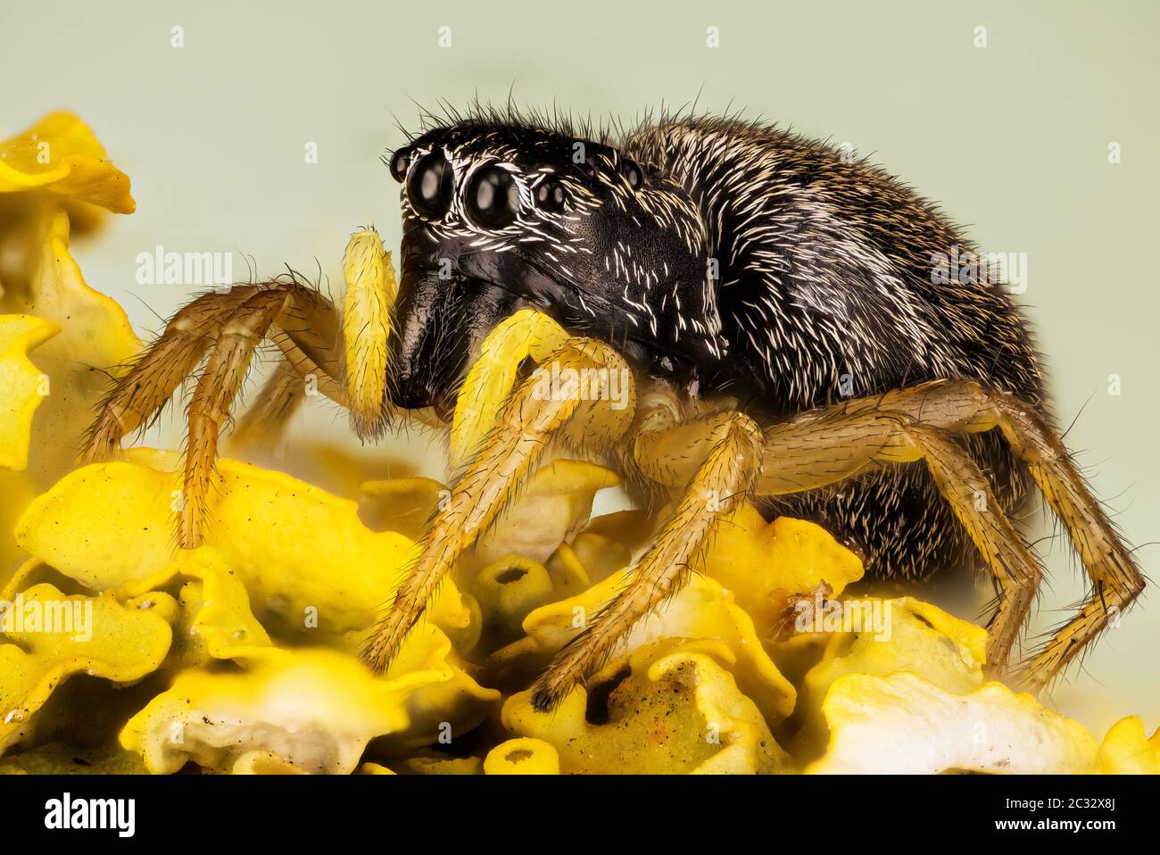 Sun jumping spiders hi-res stock photography and images - Alamy