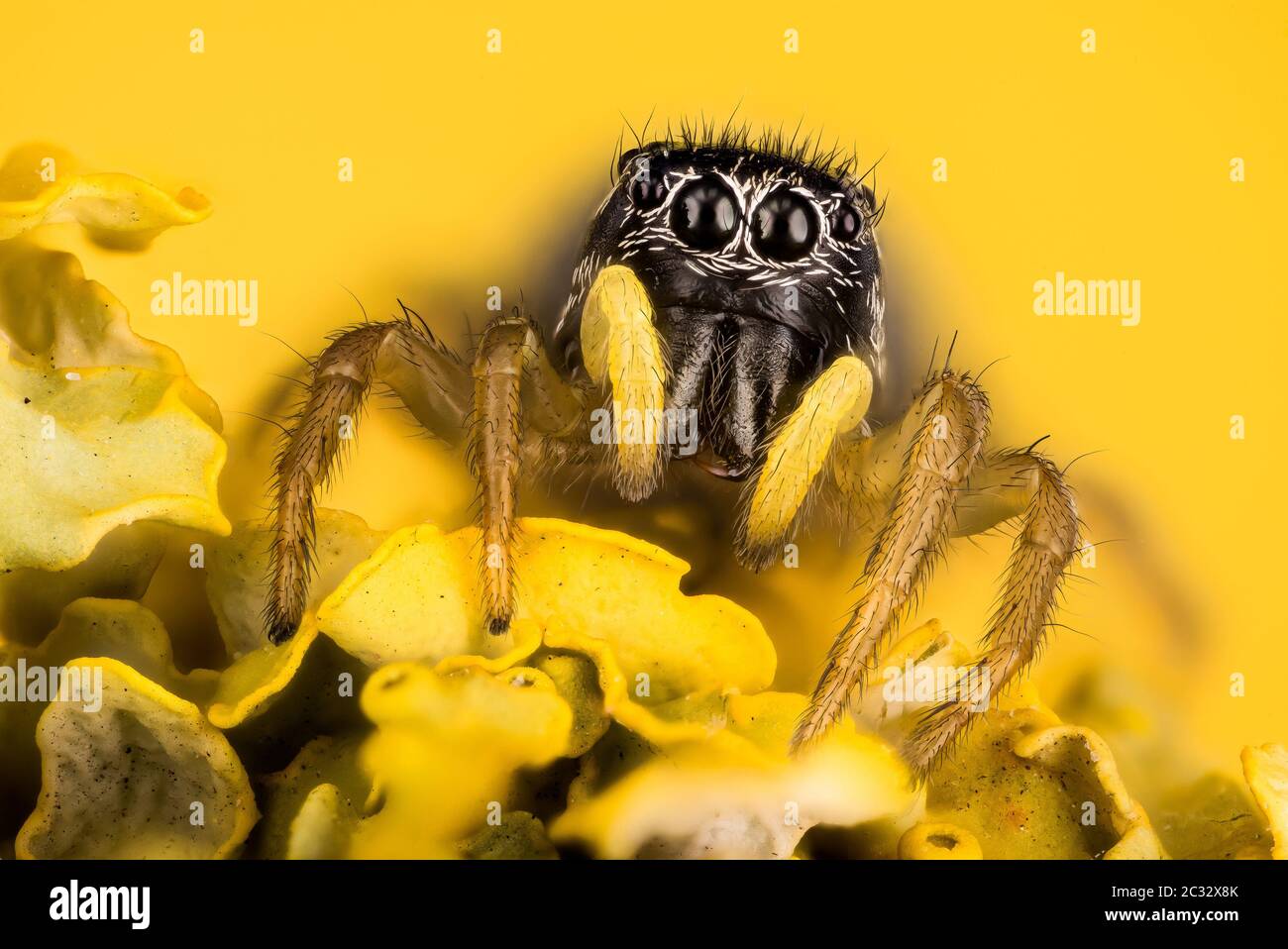 Copper sun jumper hi-res stock photography and images - Alamy