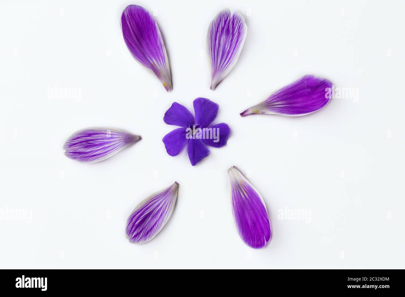 Purple flower surrounded with petals top view isolated on white ...