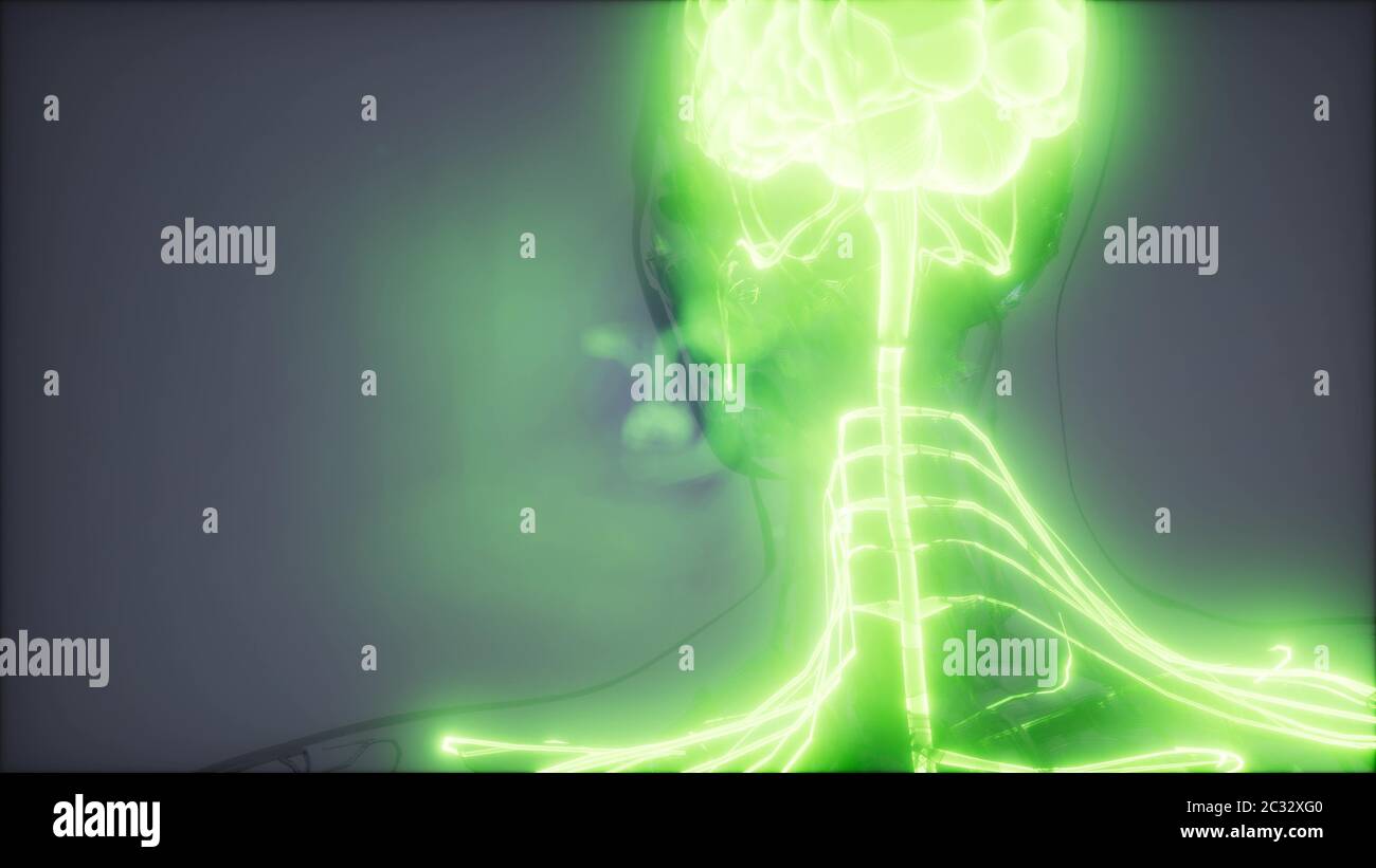 Human Brain Radiology Exam Stock Photo - Alamy