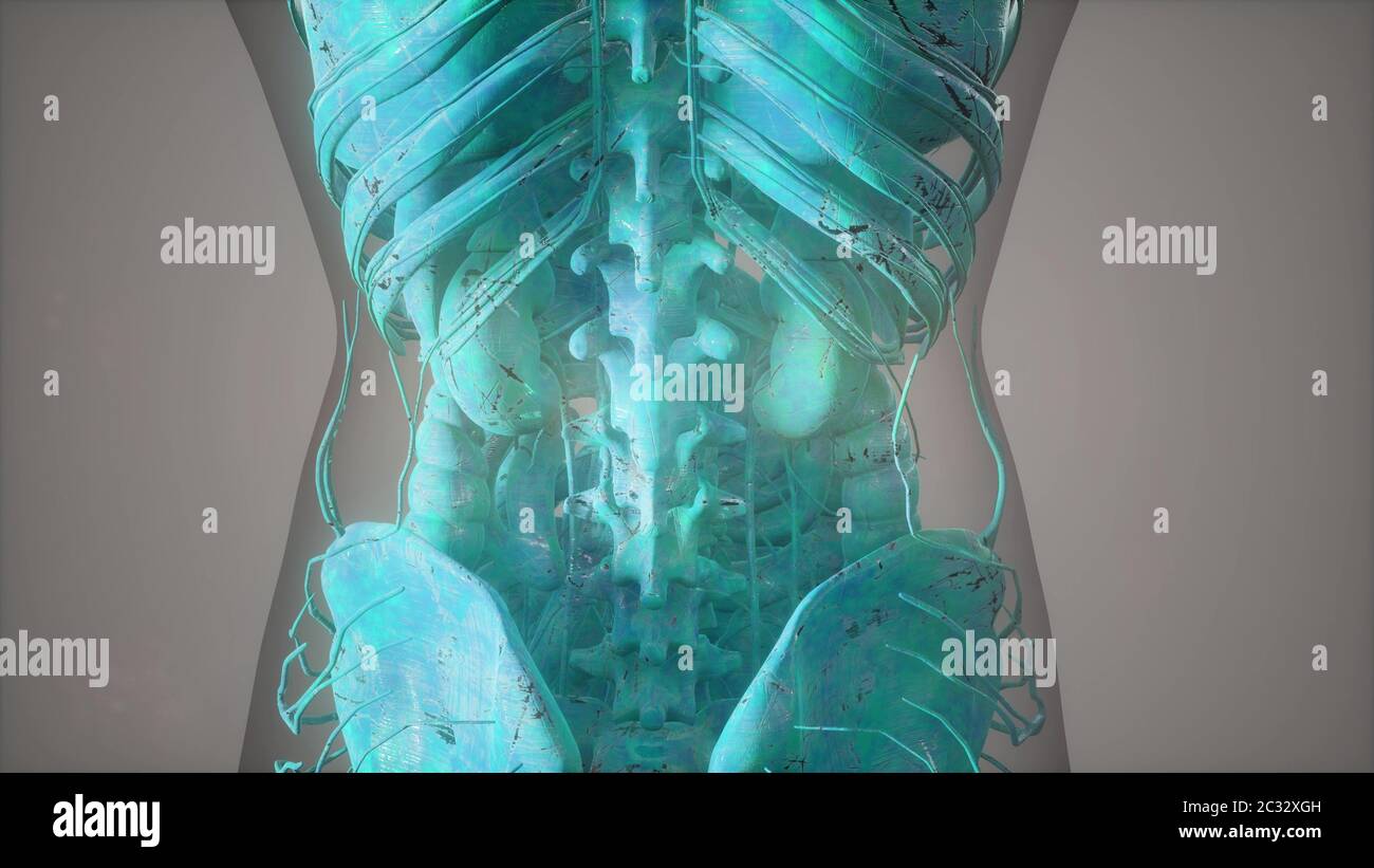 Complete close-up view of the Skeletal System with transparent body ...