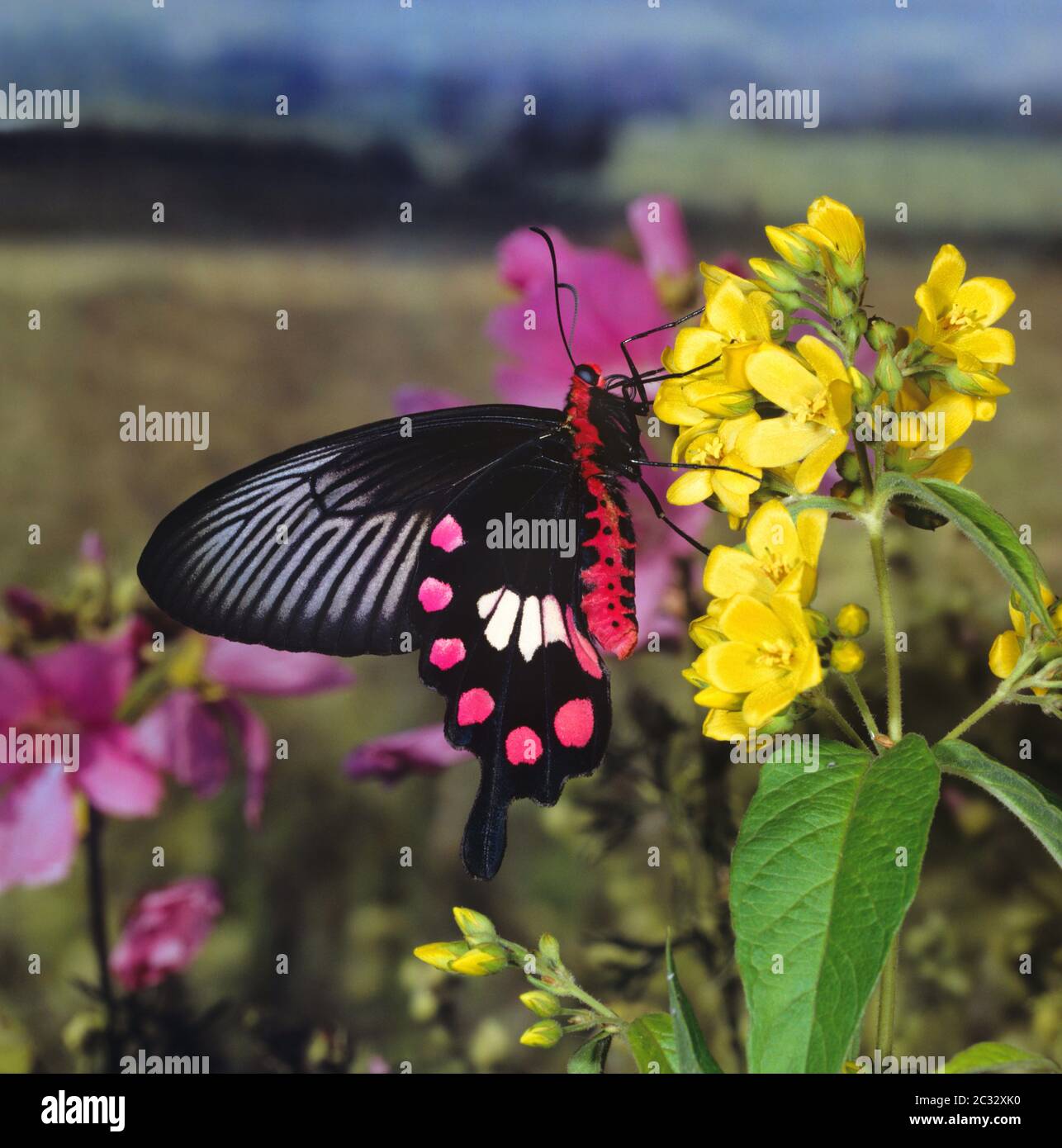 Common rose, Pachliopta aristolochiae, underside, a large-tailed ...