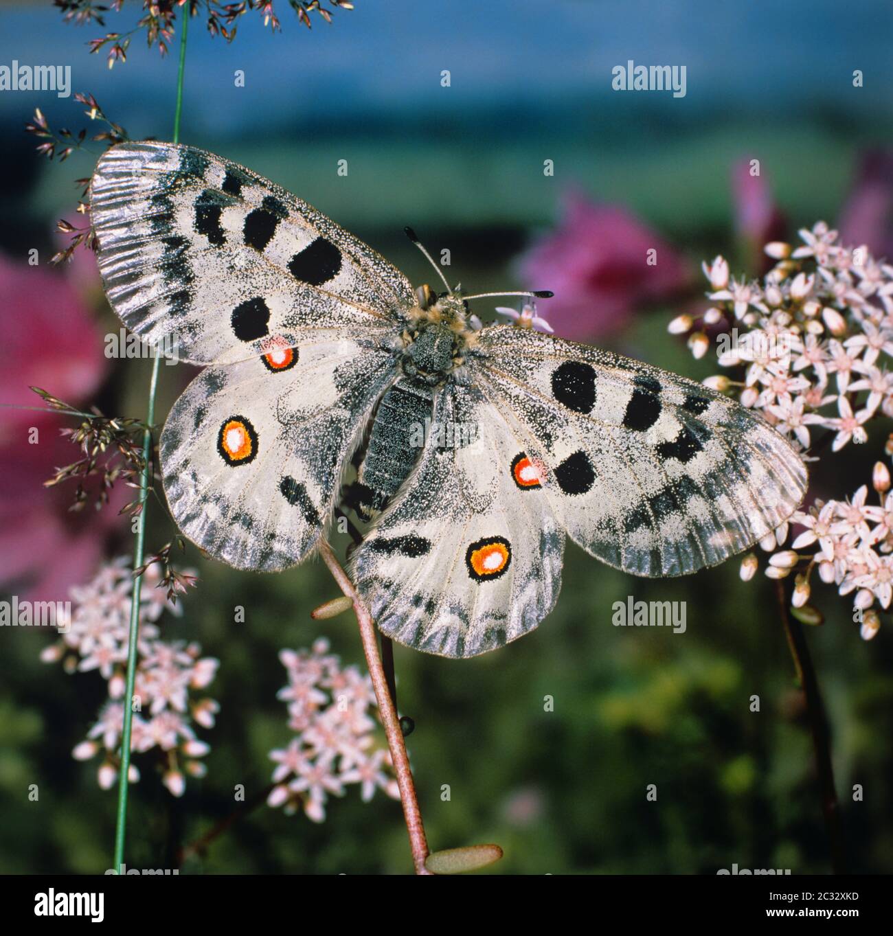 Parnassius apollo vinningensis hi-res stock photography and images - Alamy