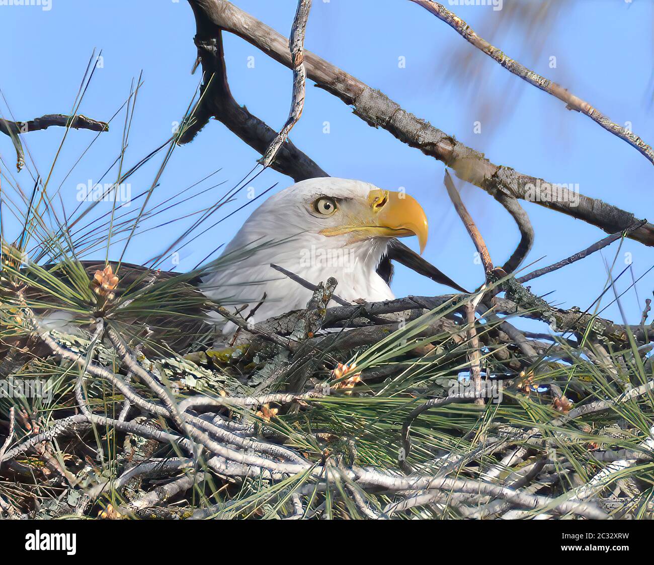 Bald Eagle in nest Stock Photo - Alamy