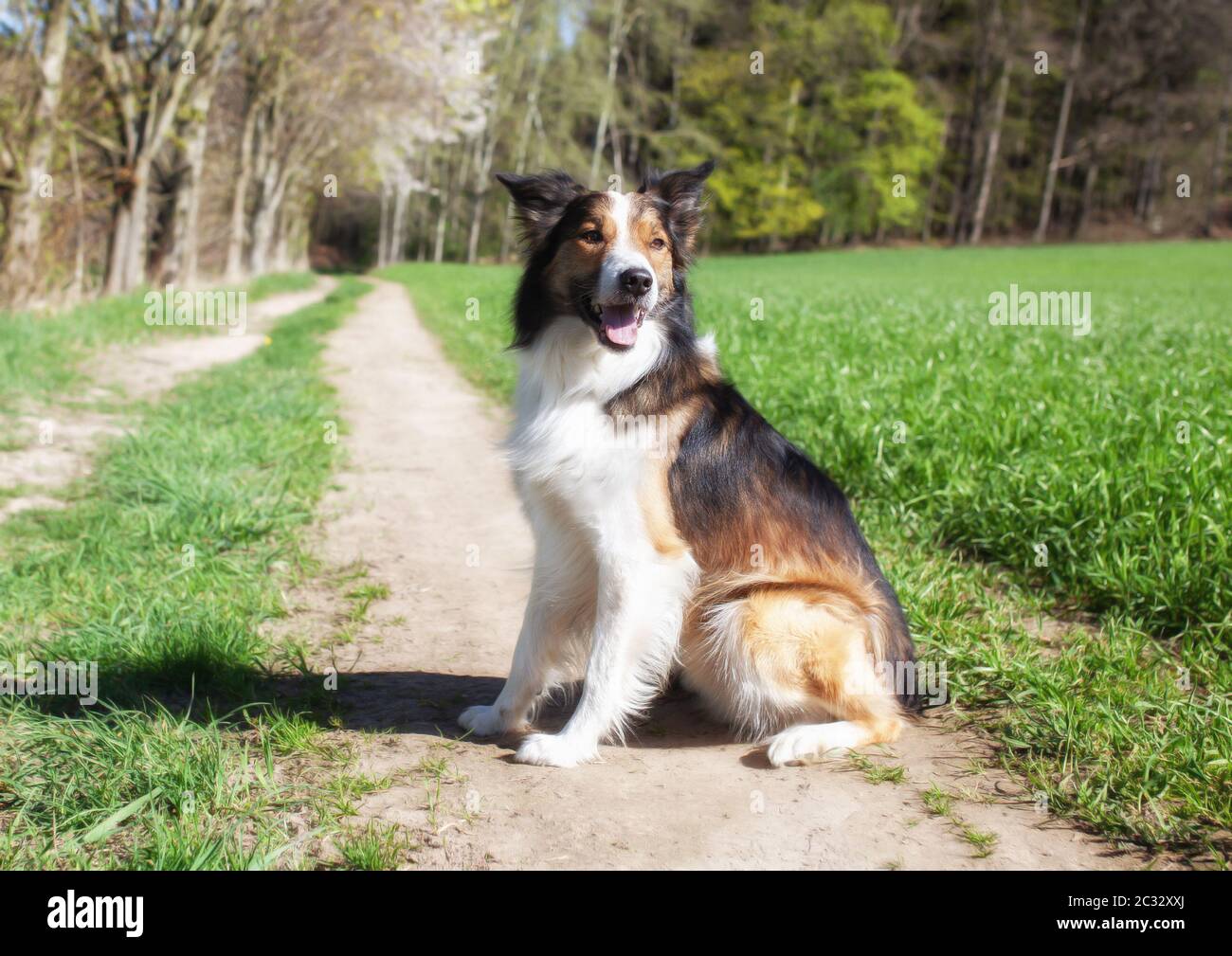 Border collie german shepherd hi-res stock photography and images - Alamy