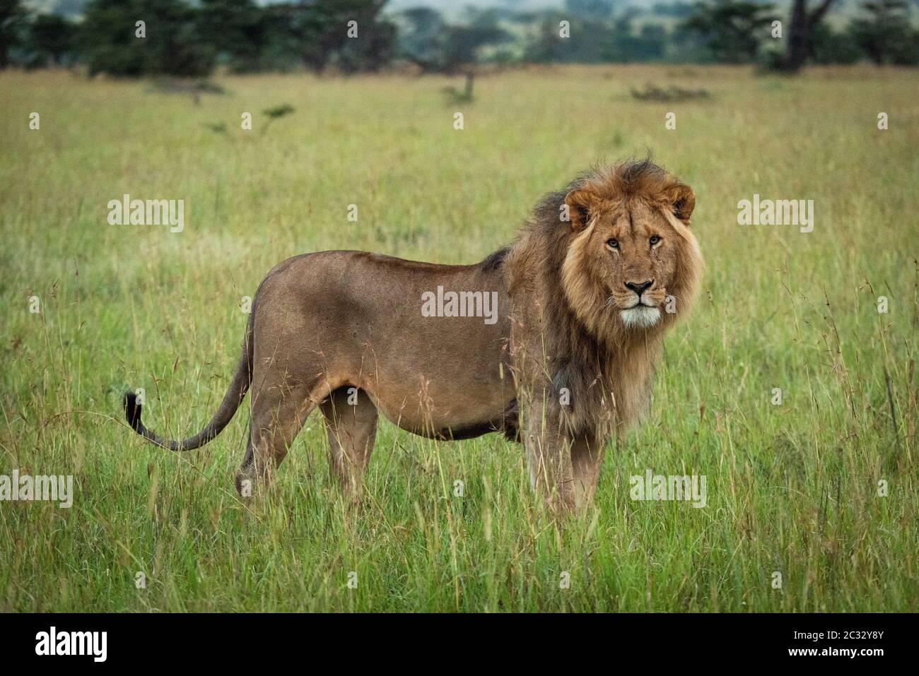Male lion stands watching camera in grass Stock Photo - Alamy