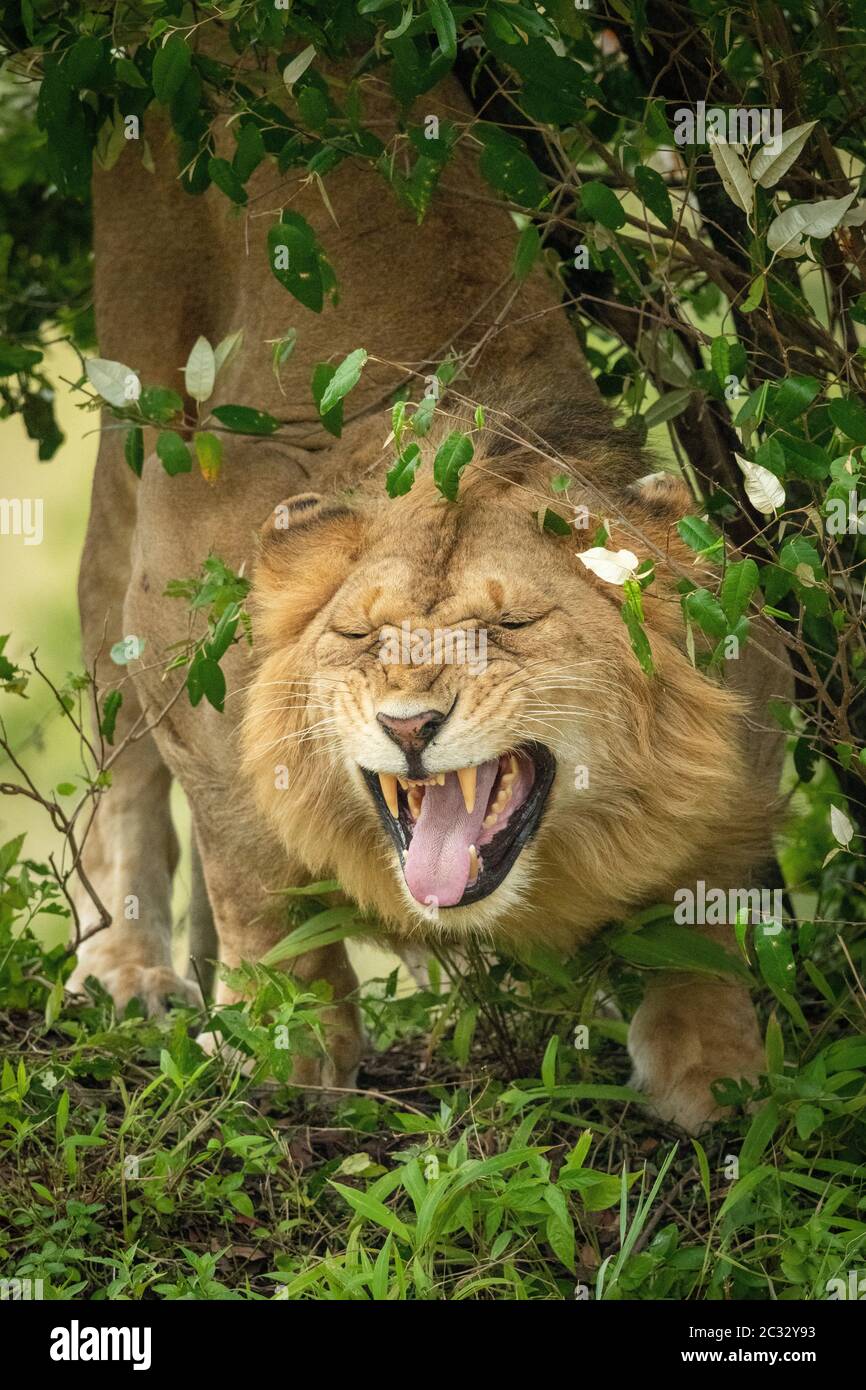 Male lion stands snarling in leafy bushes Stock Photo - Alamy
