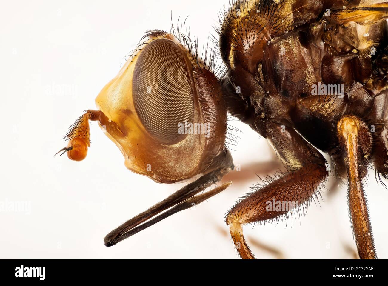 Focus Stacking Portrait of Ferruginous Bee-grabber. Her Latin name is ...
