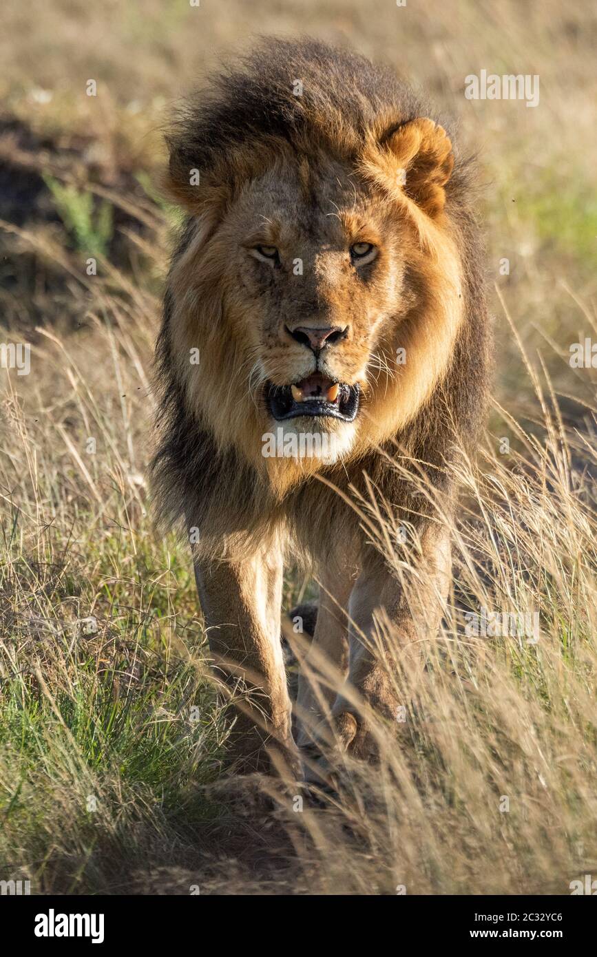 Lion Walking Towards Camera