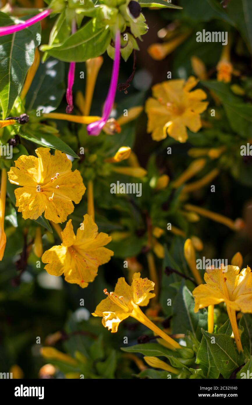 Beautiful Marvel of Peru (Mirabilis jalapa) flower in a garden Stock ...