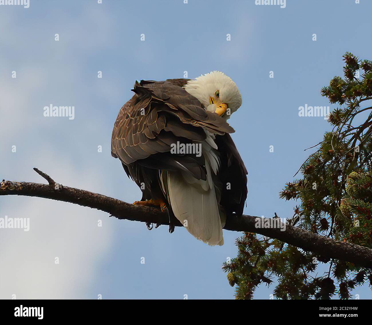 Bald eagle preening Stock Photo - Alamy