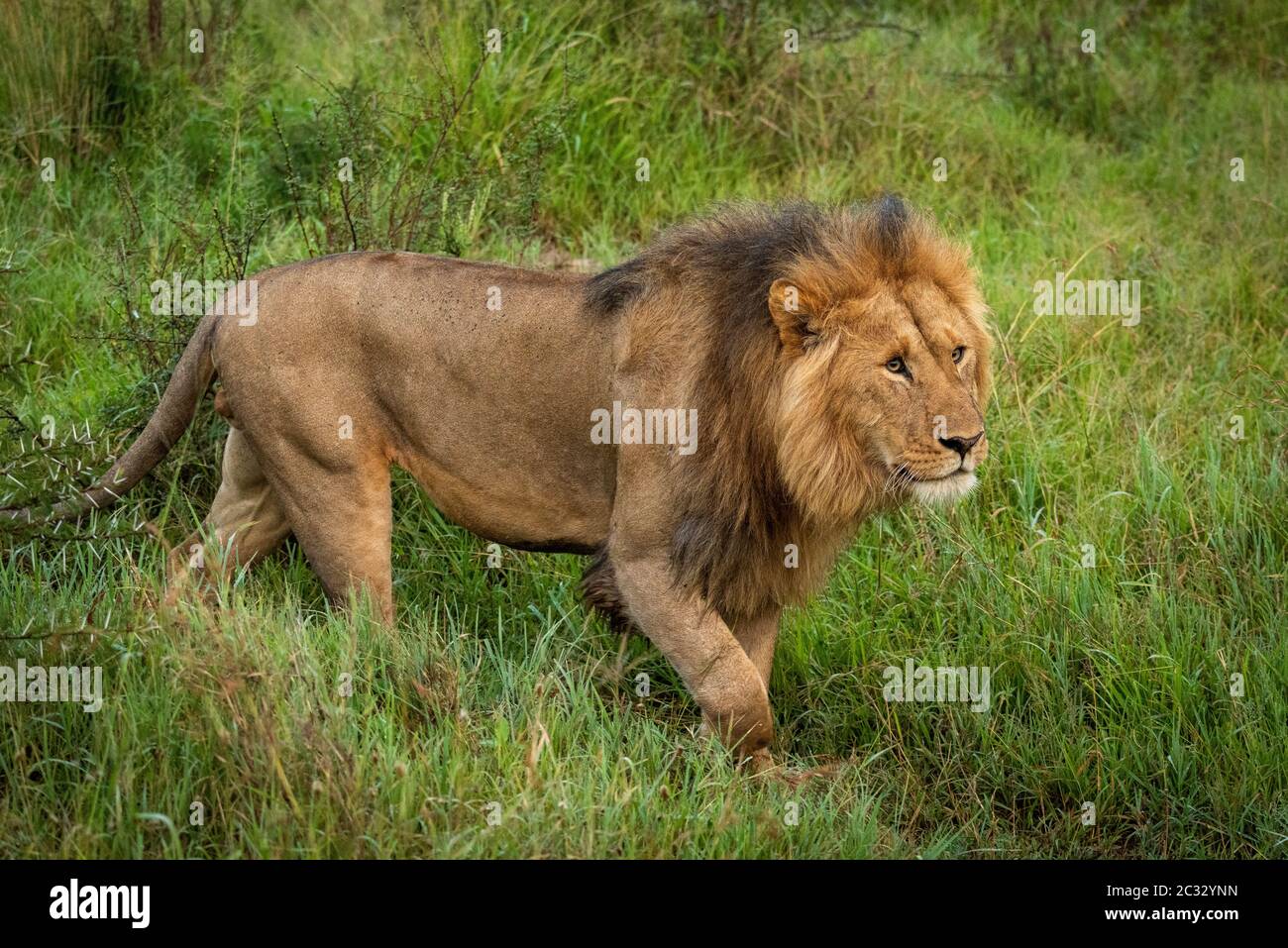 Male lion walks in grass lifting paw Stock Photo - Alamy