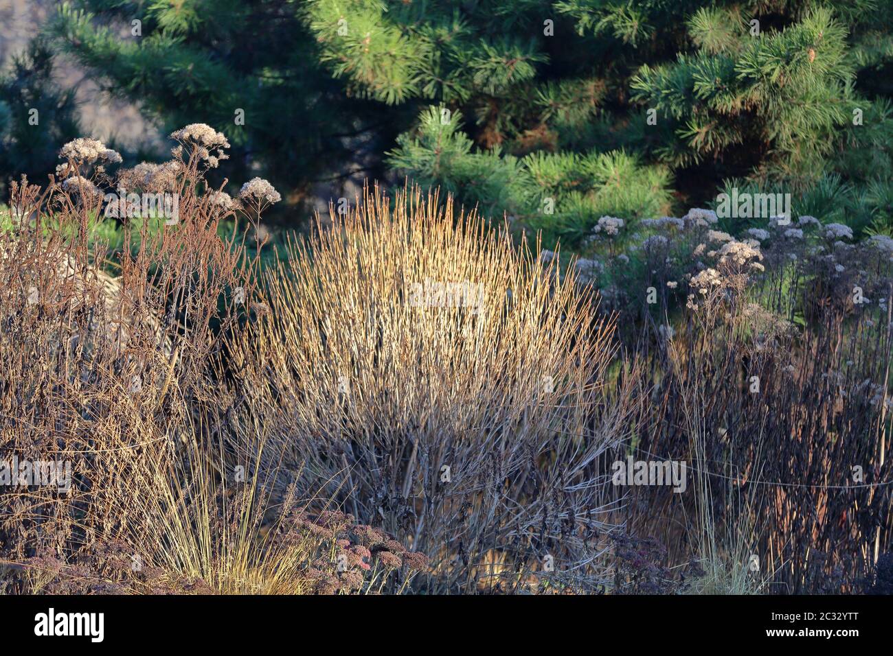 Very dry bush hi-res stock photography and images - Alamy