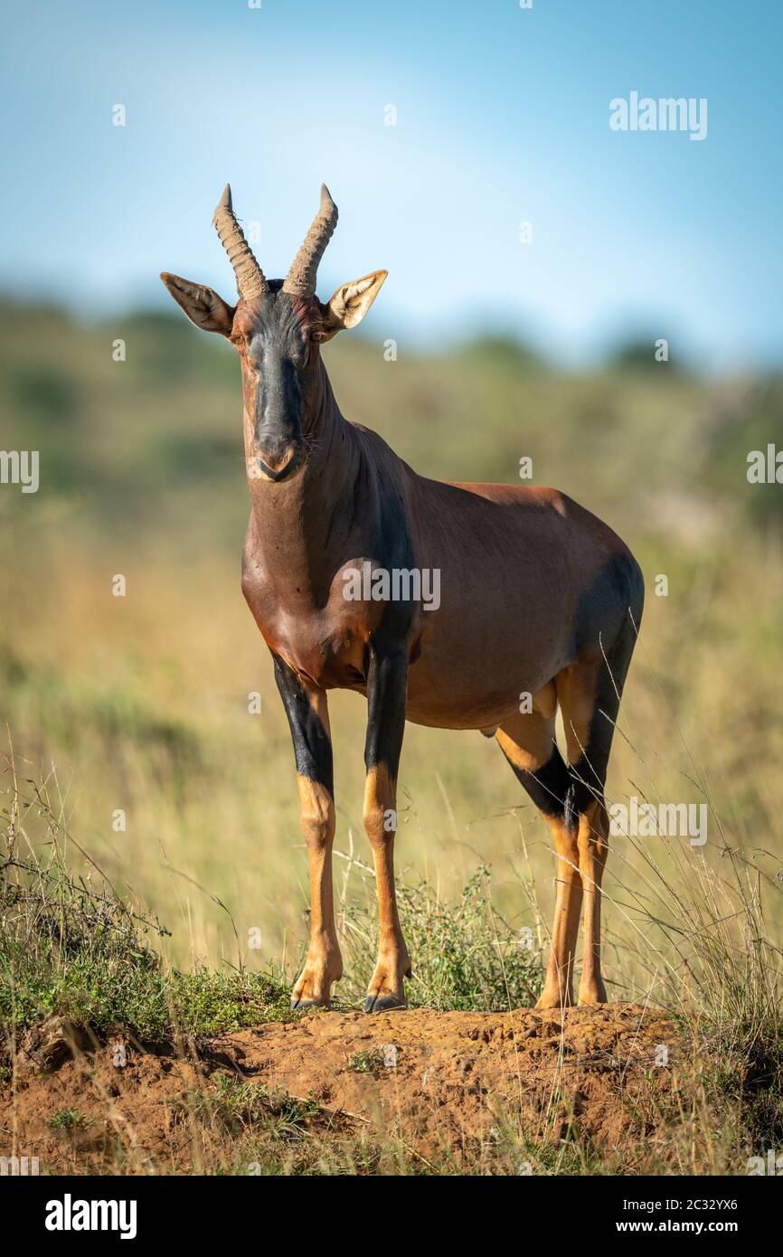 Male topi standing on mound displaying himself Stock Photo - Alamy