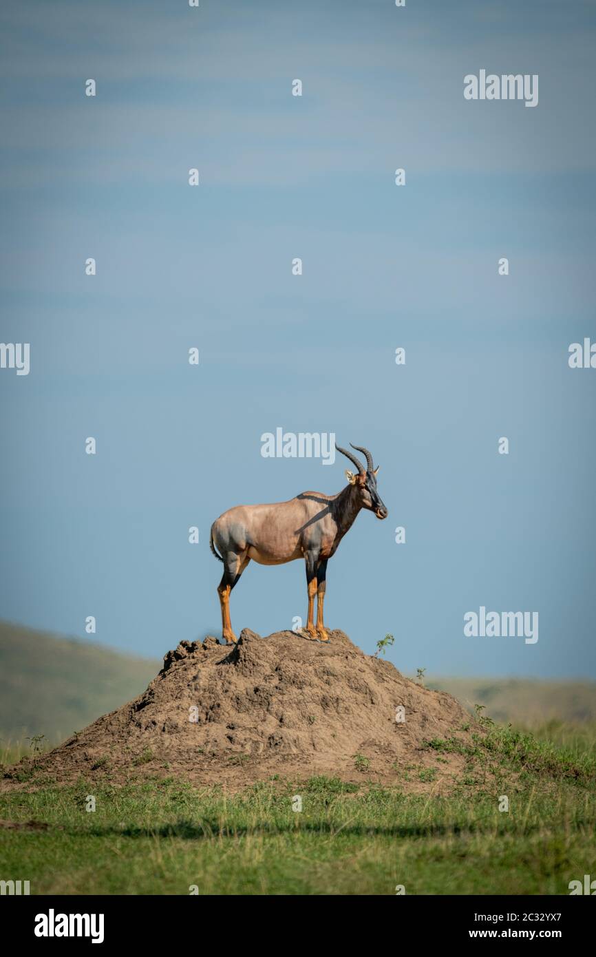 Topi on termite mound hi-res stock photography and images - Alamy