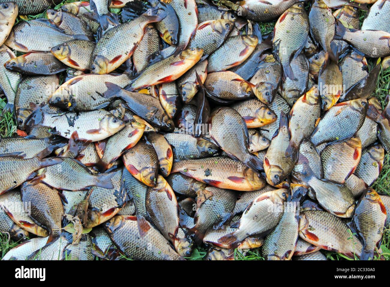 Pile of caught fish hi-res stock photography and images - Alamy