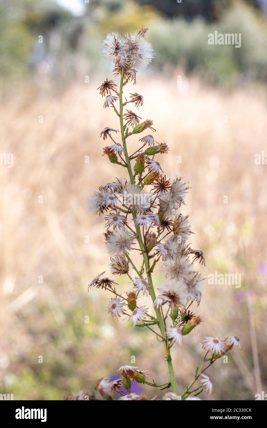 Dittrichia graveolens hi-res stock photography and images - Alamy