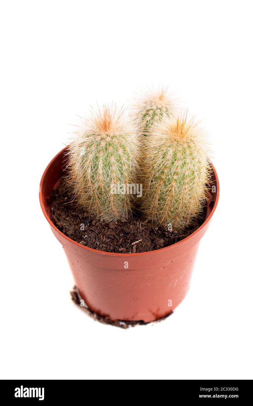 Close up view of a tiny cactus succulent plant isolated on a white ...