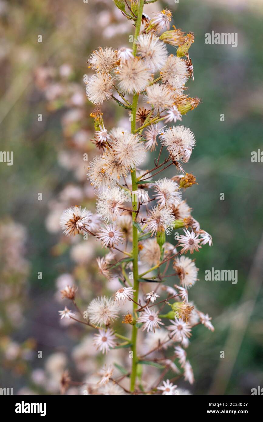 Stinkwort dittrichia graveolens hi-res stock photography and images - Alamy