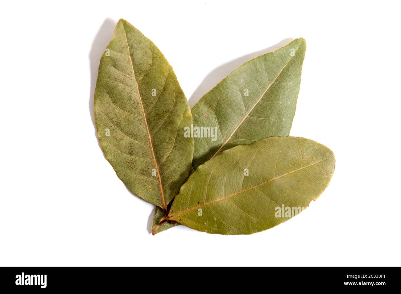 Laurel leafs hi-res stock photography and images - Alamy