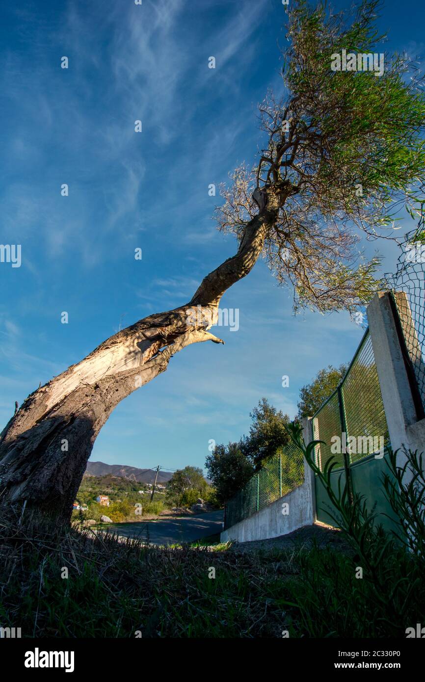 Tree bent wind crooked tree hi-res stock photography and images - Alamy