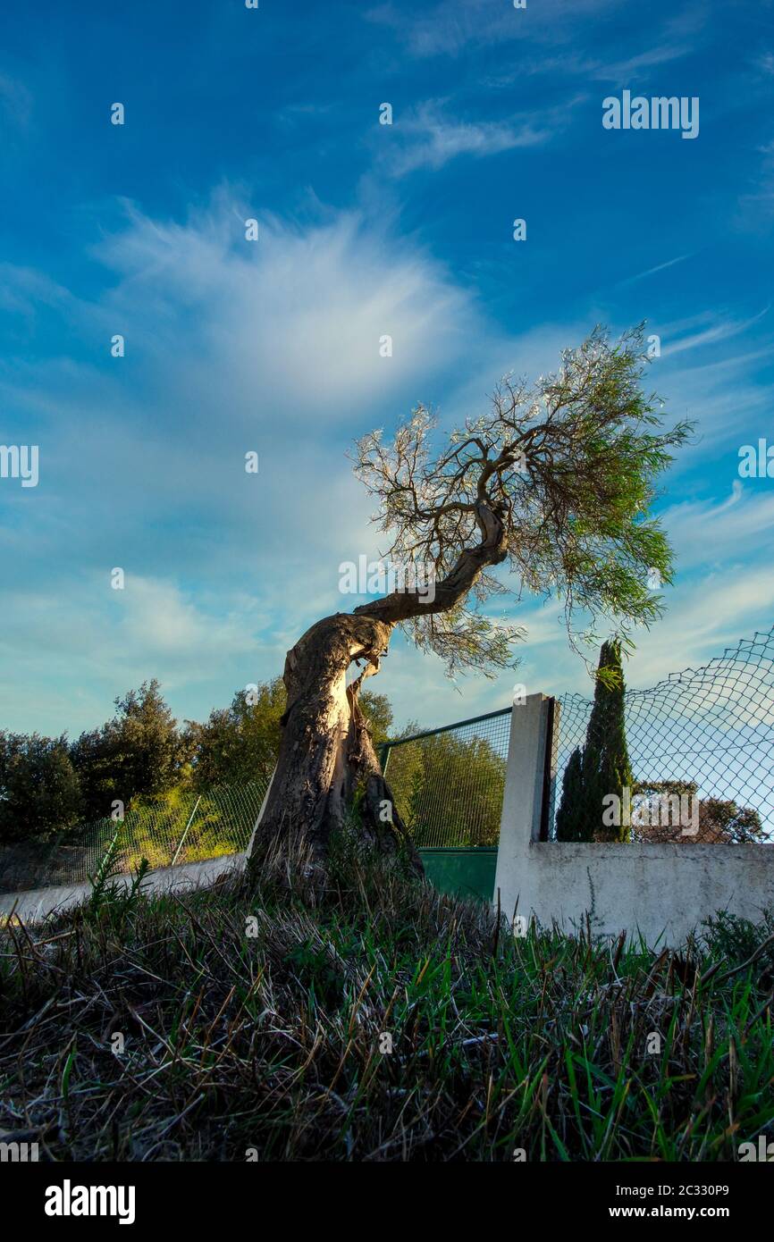 Tree bent wind crooked tree hi-res stock photography and images - Alamy