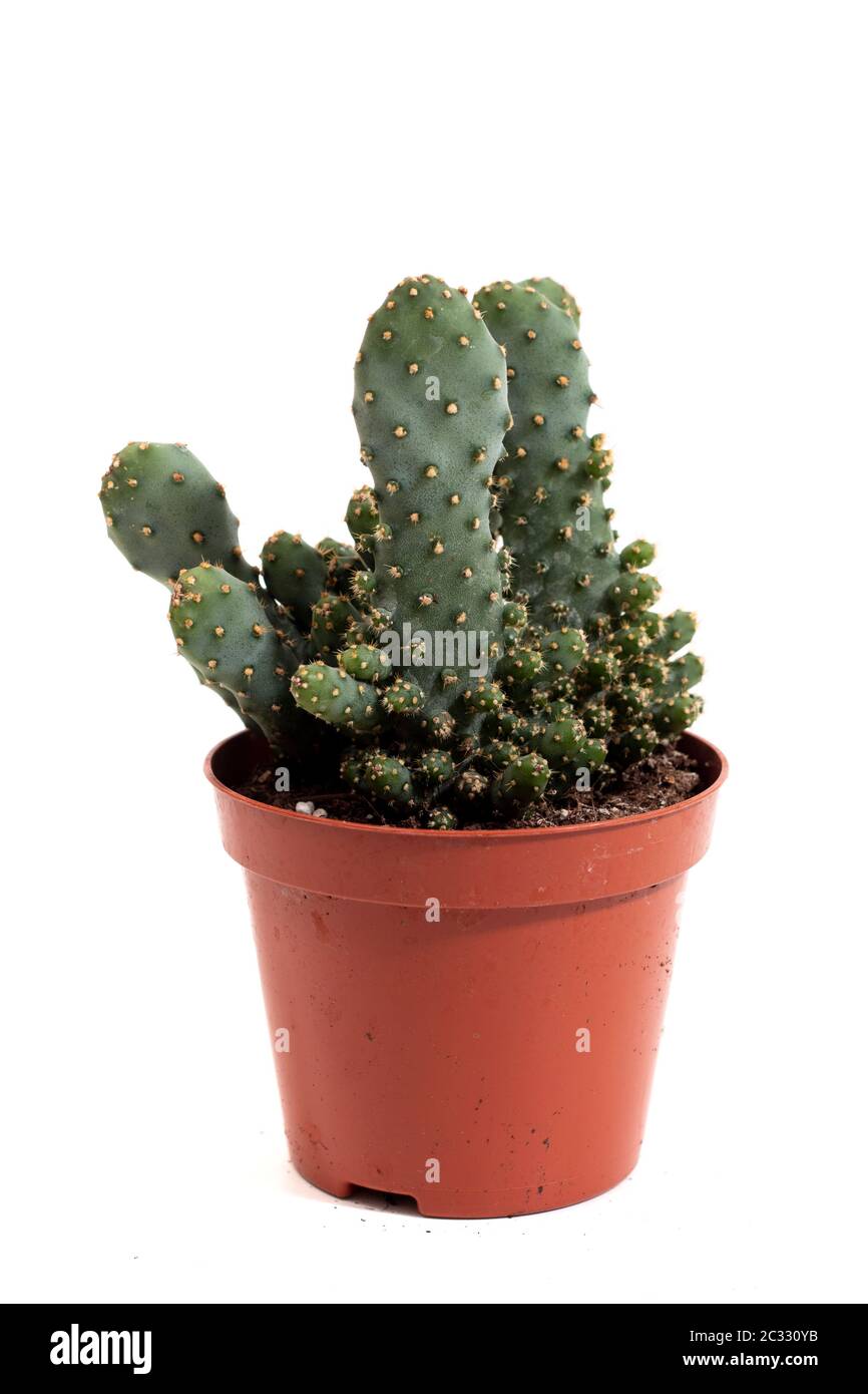 Close up view of a tiny cactus succulent plant isolated on a white ...