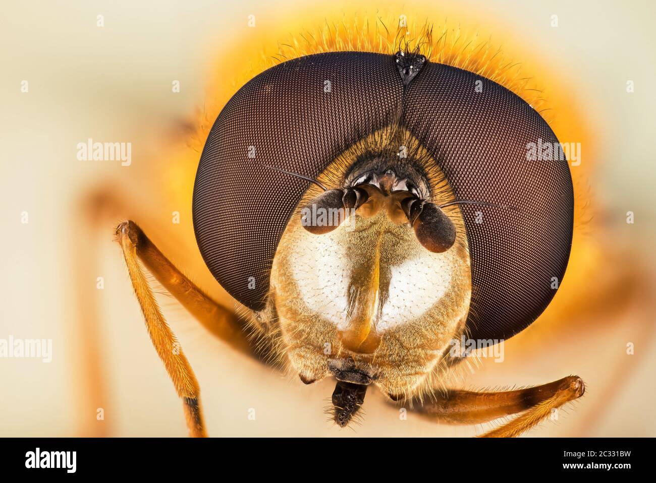 Macro Focus Stacking portrait of Hoverfly Stock Photo - Alamy