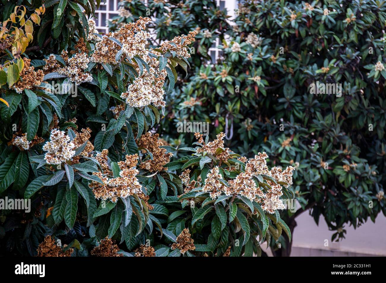 Loquat blossom hi-res stock photography and images - Alamy