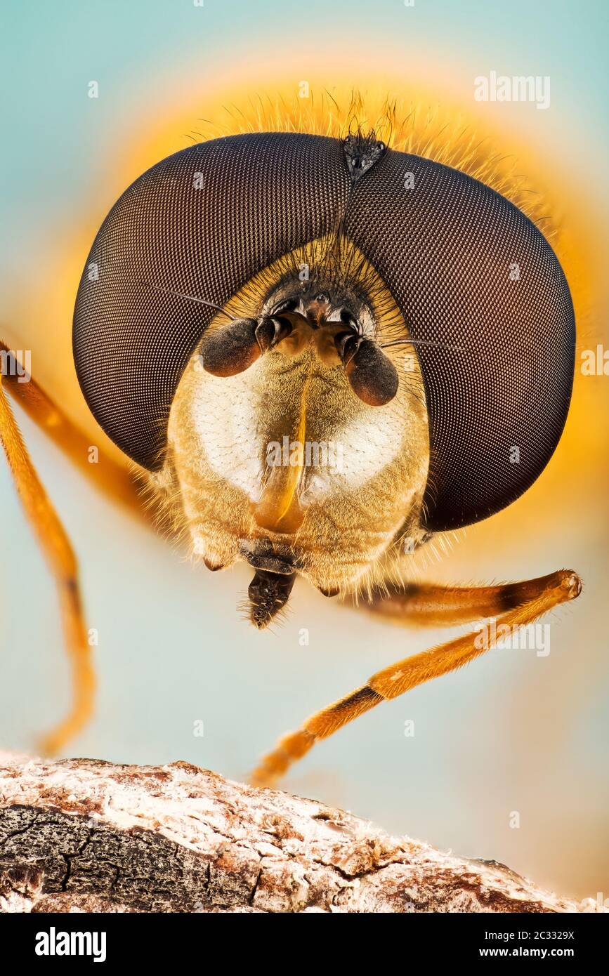 Macro Focus Stacking portrait of Hoverfly Stock Photo - Alamy