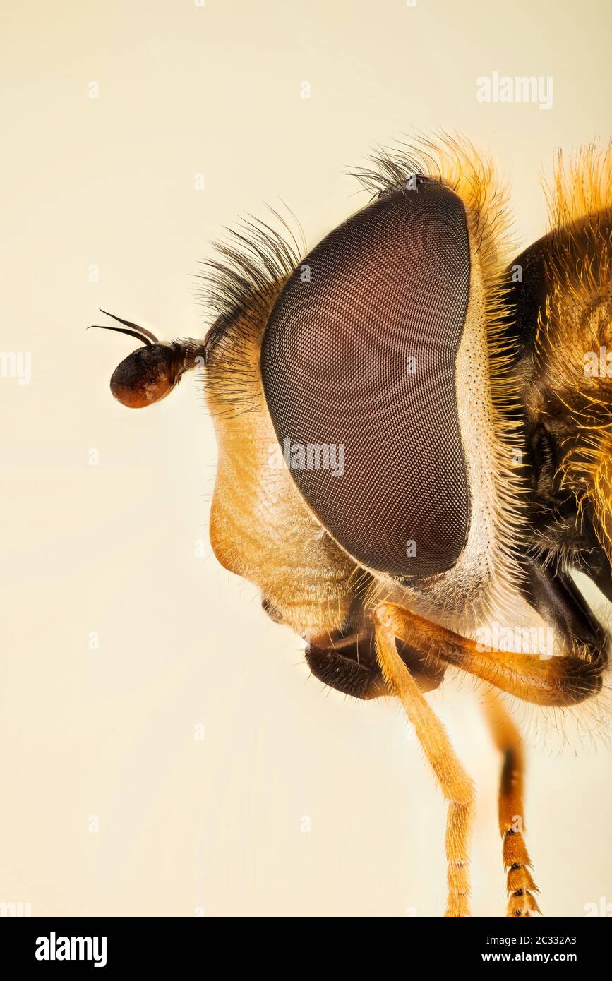 Macro Focus Stacking portrait of Hoverfly Stock Photo - Alamy