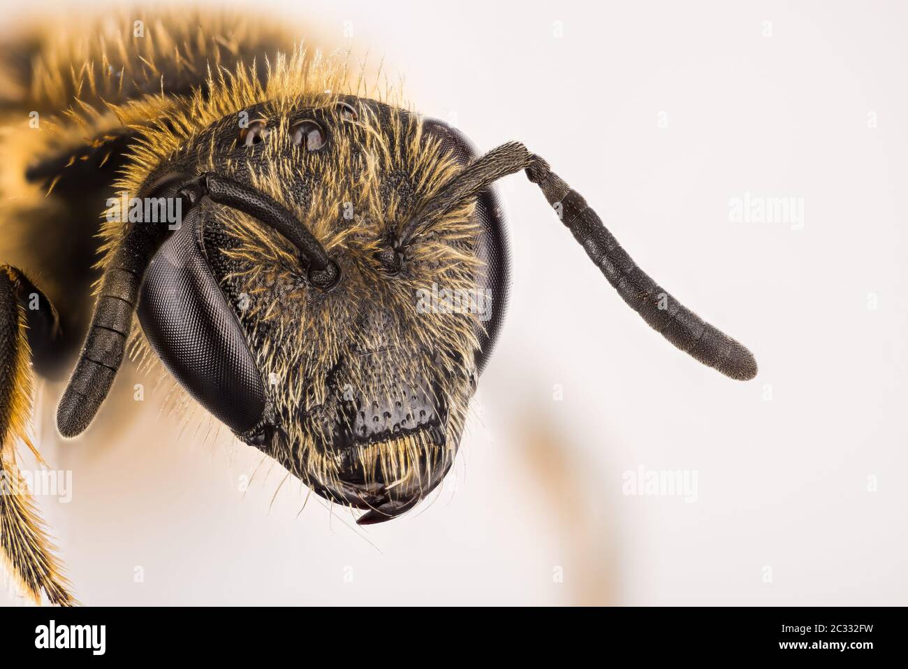 Macro Focus Stacking portrait of Ivy Bee. Her Latin name is Colletes ...