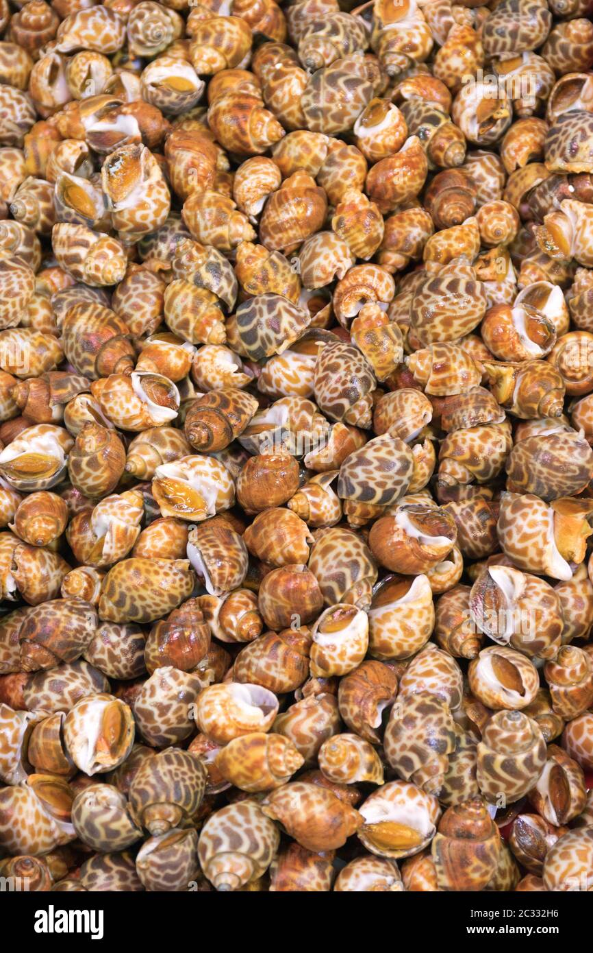 Live snails hi-res stock photography and images - Alamy