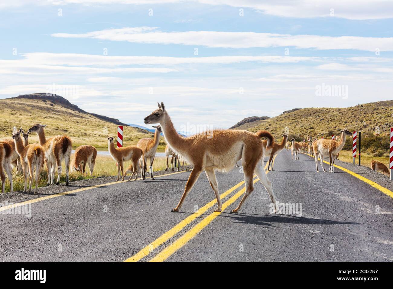 Guanaco patagonia sunrise hi-res stock photography and images - Alamy