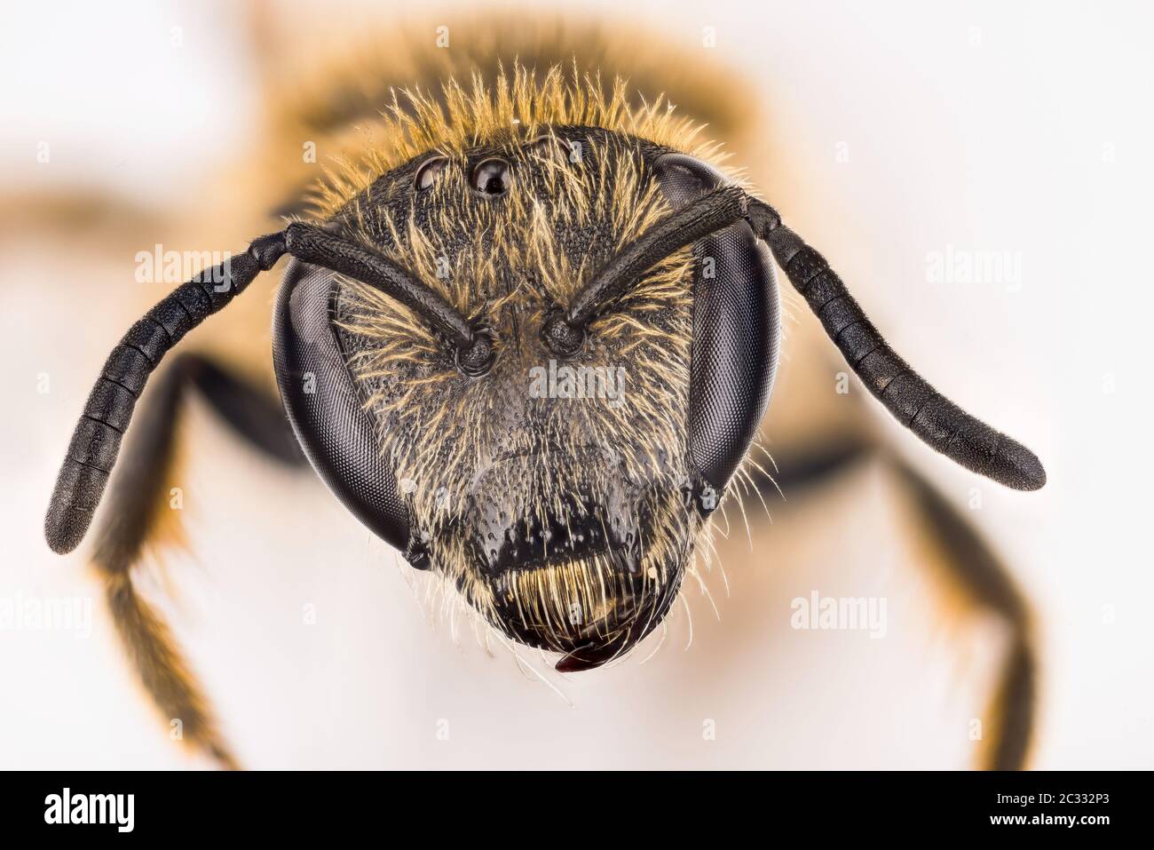 Macro Focus Stacking portrait of Ivy Bee. Her Latin name is Colletes ...