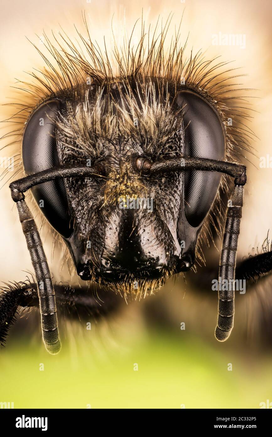 Ivy bee uk hi-res stock photography and images - Alamy