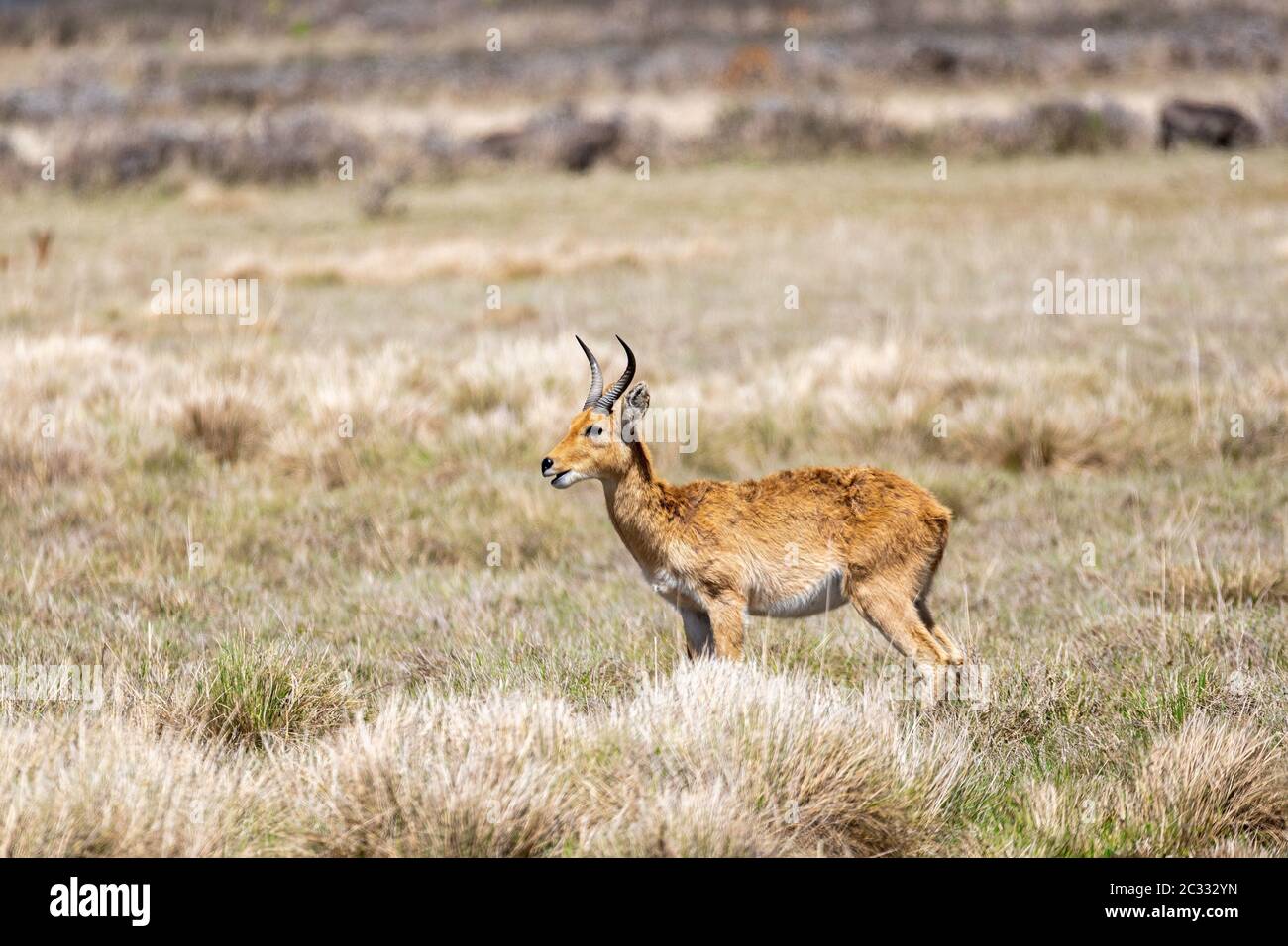 antelope Bohor reedbuck, Redunca redunca, Bale mountain, Ethiopia ...