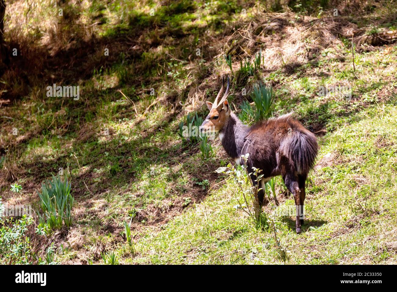 Endemic animals hi-res stock photography and images - Alamy