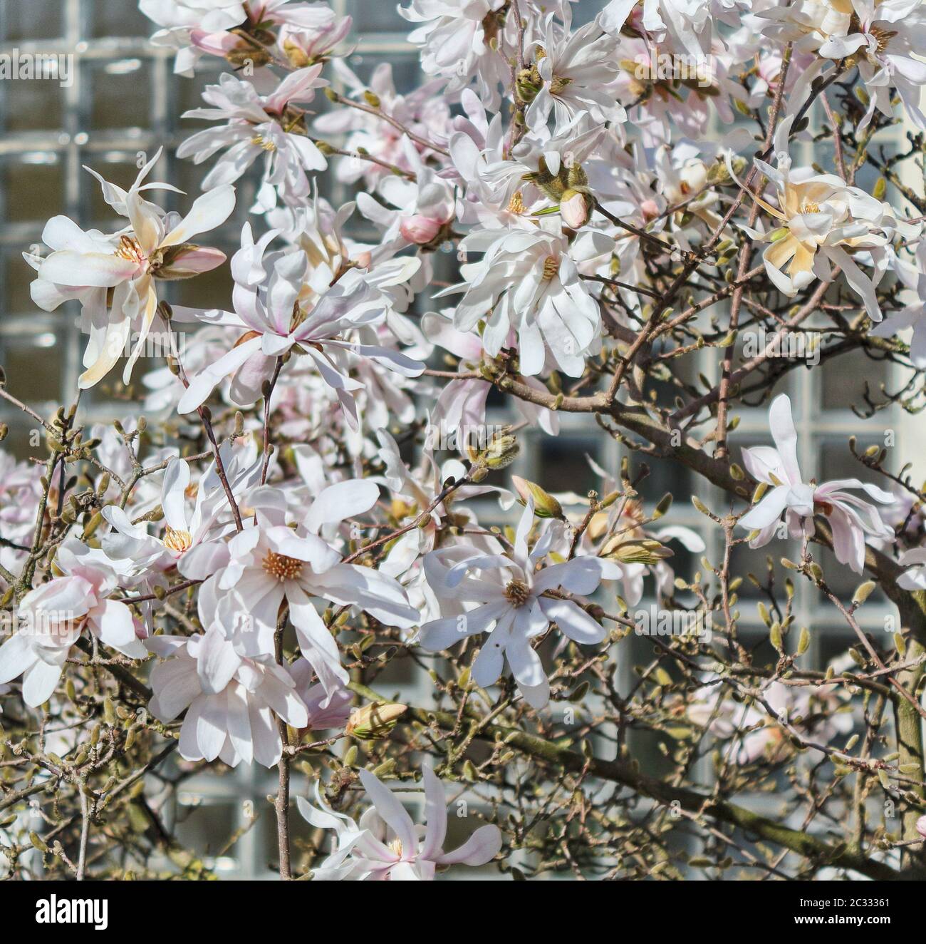 white japanese magnolia flowers. White flowers of kobushi magnolia ...