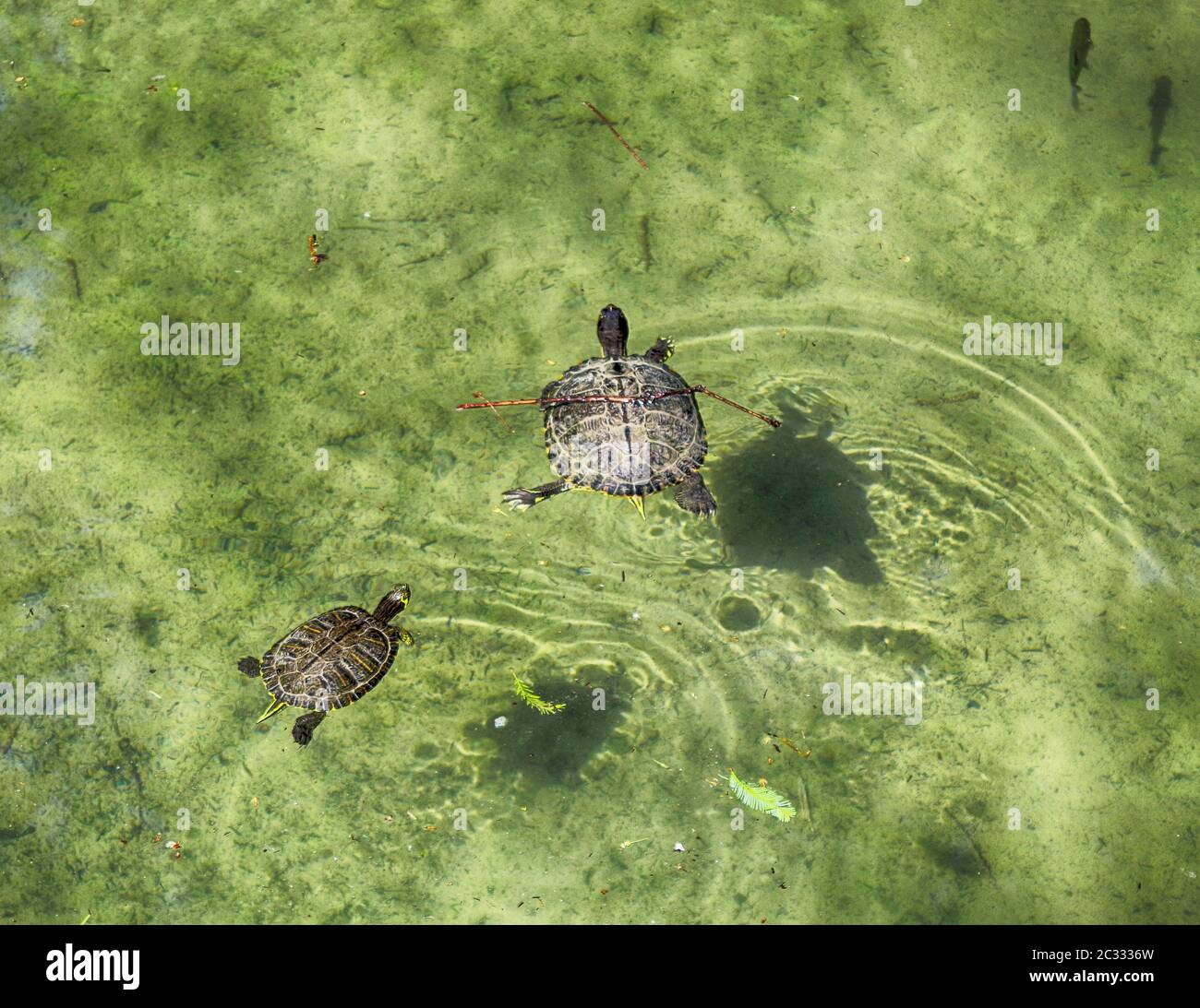 Turtles in the water hi-res stock photography and images - Alamy
